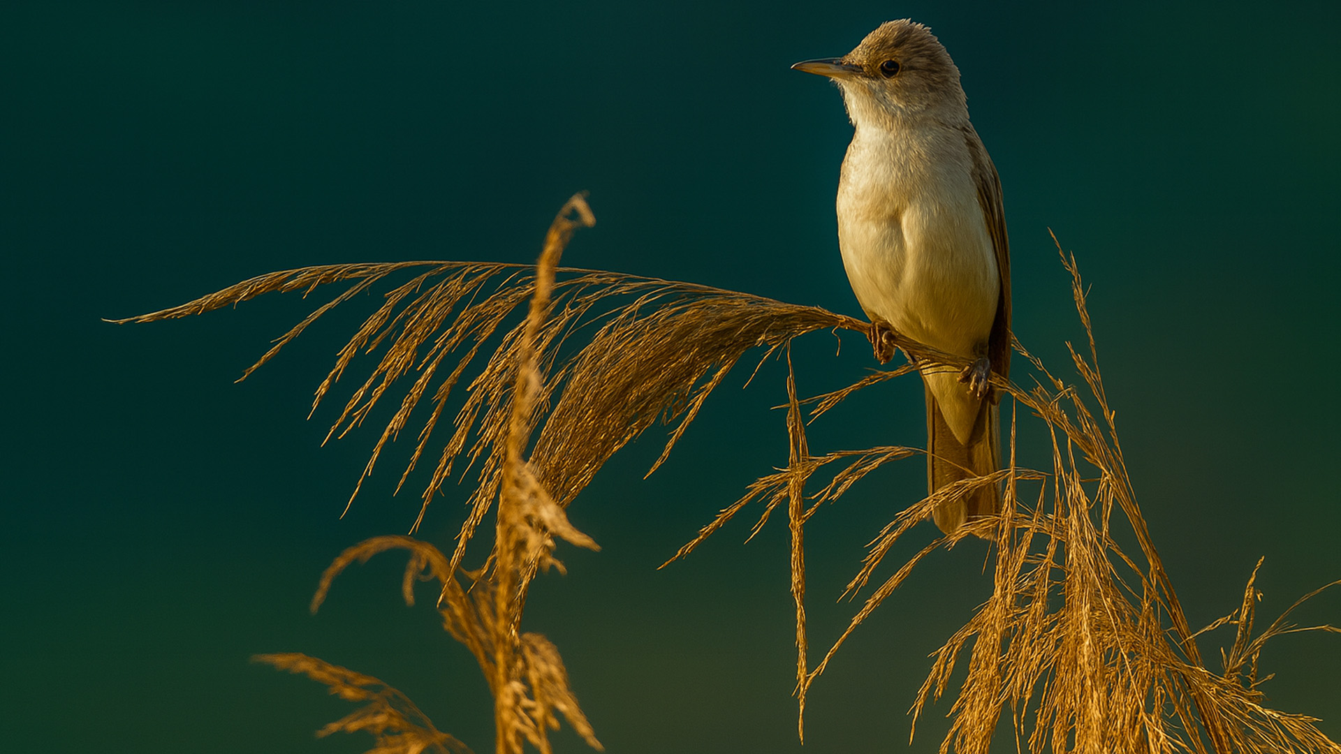 Bird song – Great Reed Warbler