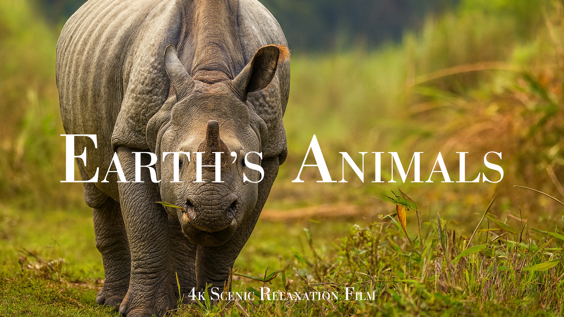 Exploring Asian Wildlife – Captured in 4K