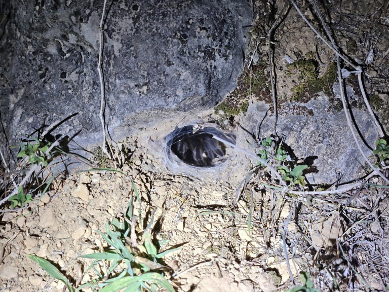 New tarantula species so feisty that males may have evolved record-long ...