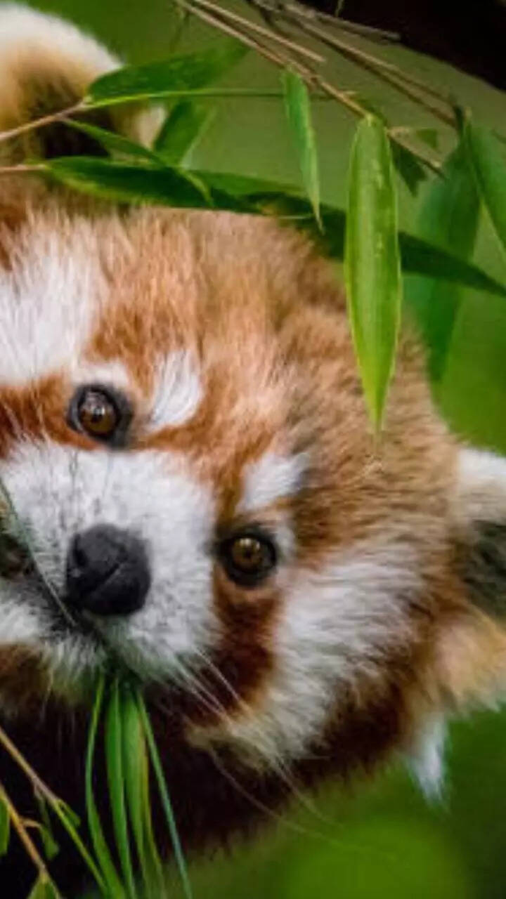 10 animals who are known to throw toddler like tantrums!