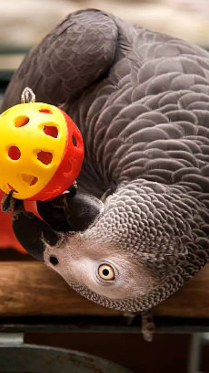 10 animals who are known to throw toddler like tantrums!