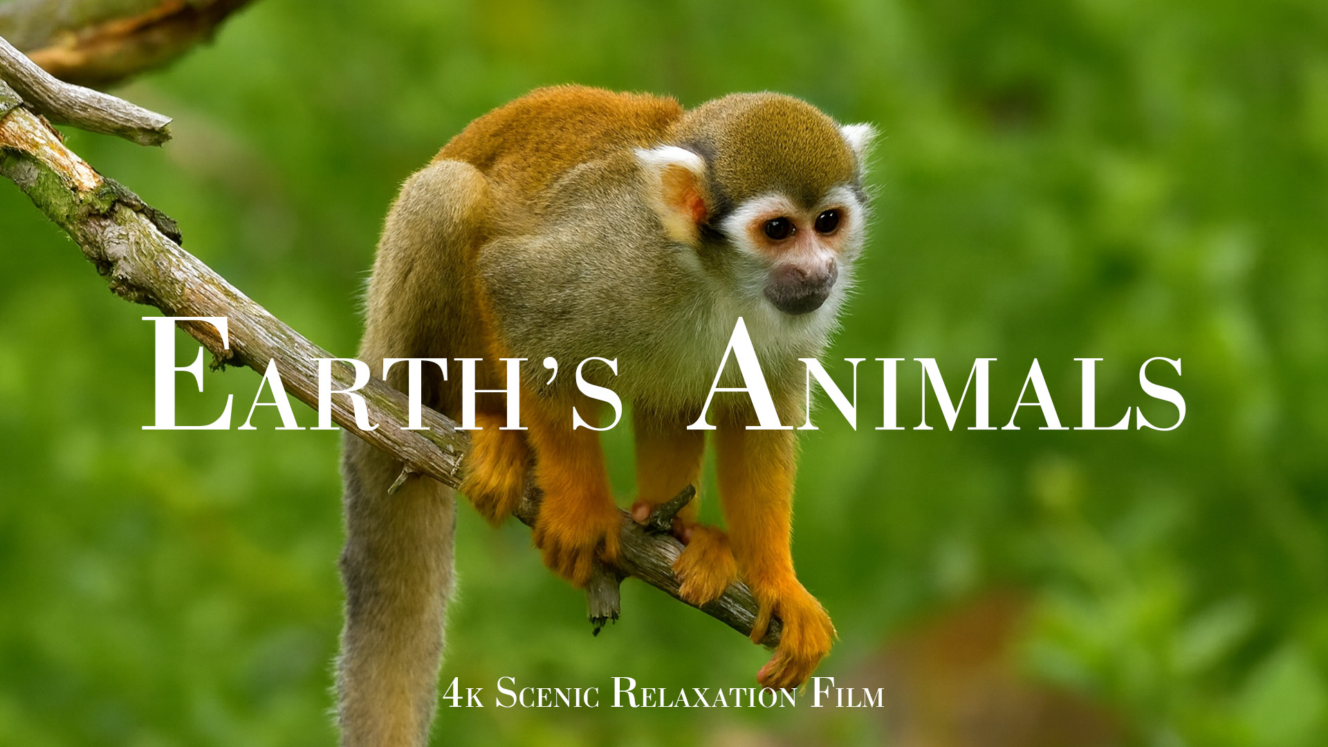 Animals from North and South America – 4K Footage