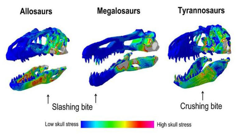 Crushers to slashers: Dinosaur bite styles reveal evolution’s many paths