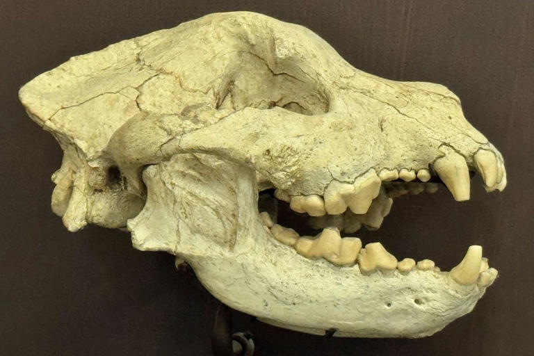 What Happened to the Bone-Crushing Dogs That Once Hunted Across North ...