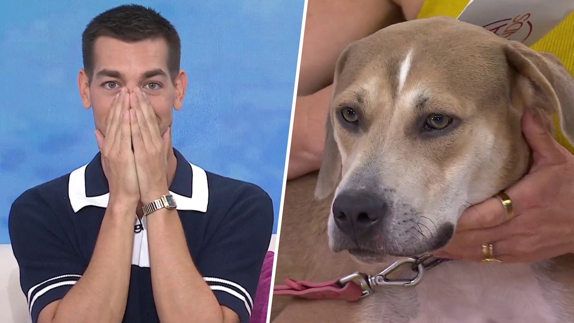 Matt Rogers Meets Rescue Dog Namesake Who Is up for Adoption