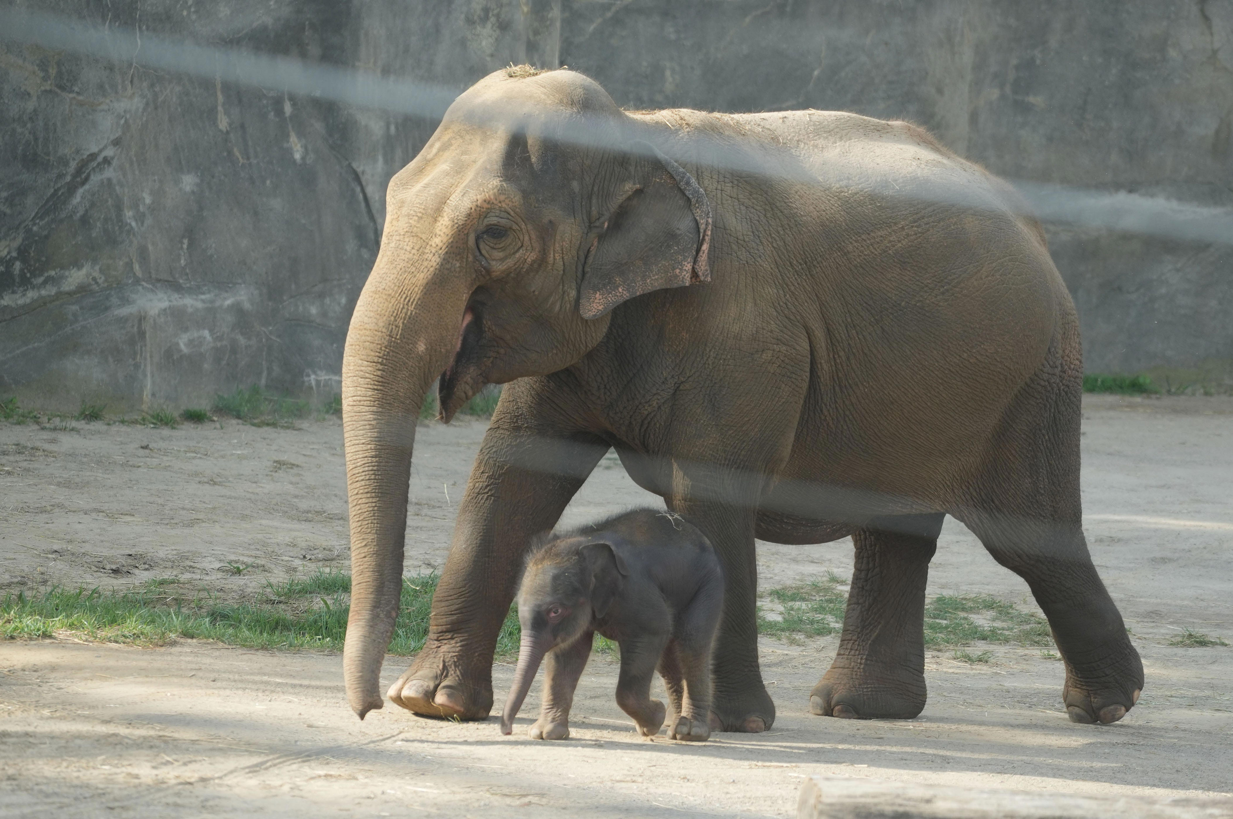 The Columbus Zoo's baby elephant made her public debut. Spoiler alert ...