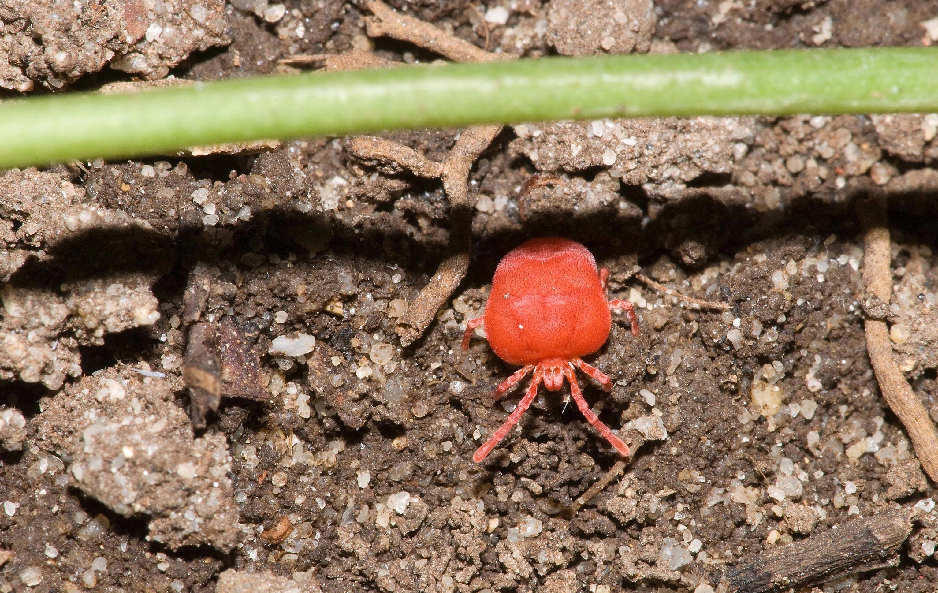 Chigger bites this summer? How to identify the Virginia pest, treat ...