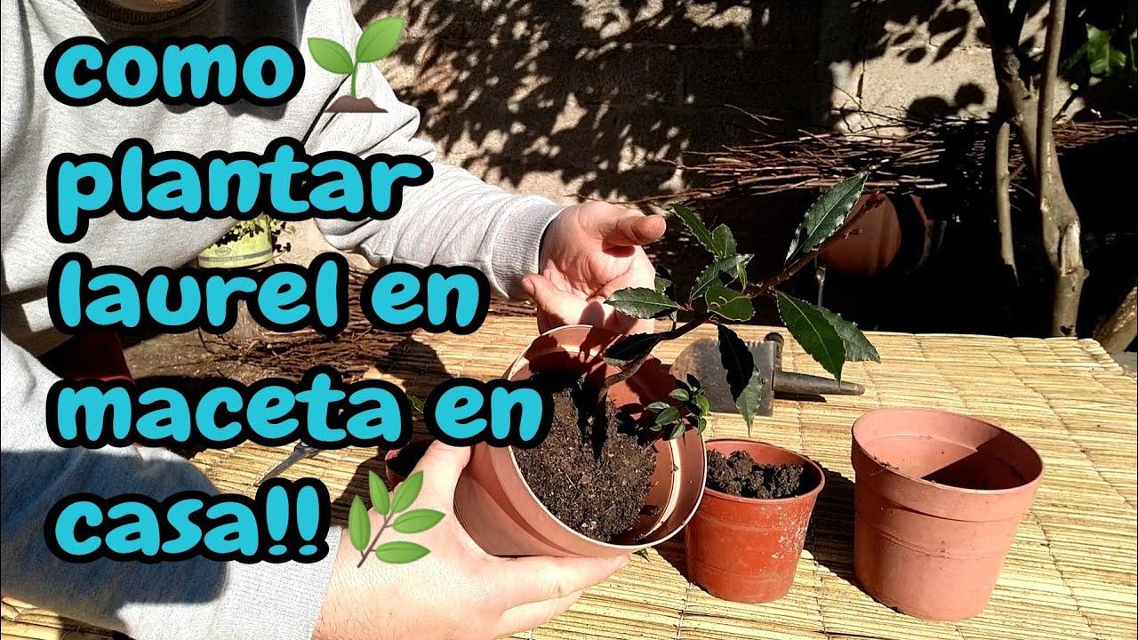 Cómo plantar un laurel en el jardín: guía completa paso a paso