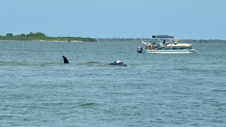 Minke whale dies in New Jersey’s Barnegat Bay after being stranded on ...