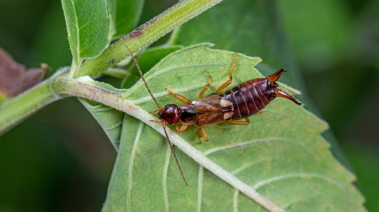 Insects You Should Avoid Killing At All Costs