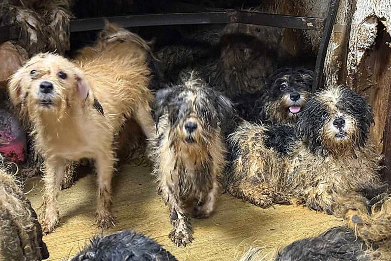 Missouri Animal Cruelty Team Performs One of Its Largest Rescues Ever ...