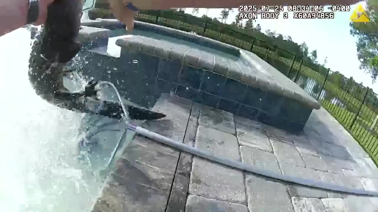 Alligator Removed From Backyard Pool, Safely Relocated Nearby