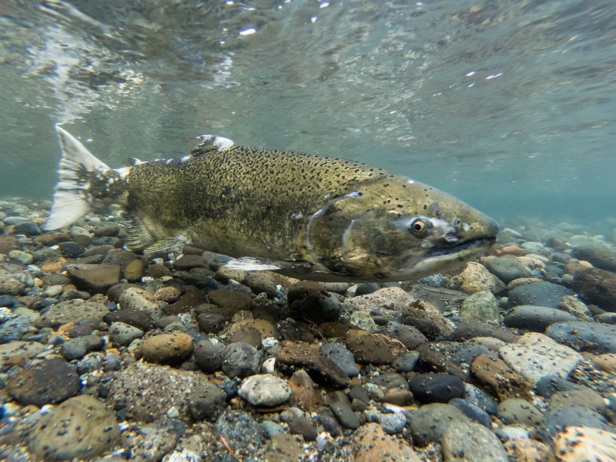 For First Time In Decades, Winter-Run Chinook Salmon Spotted In ...