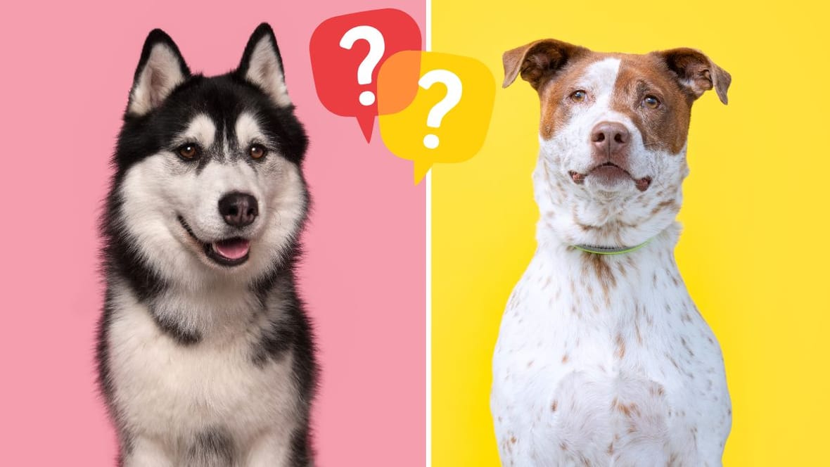 Think Mutts Are Healthier Than Purebreds? Here’s What Science Really Says
