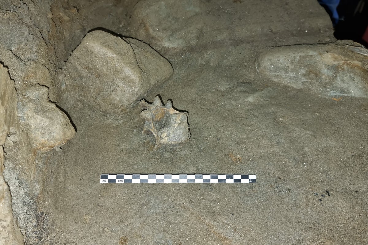 Animals dating back 10,000 years found in Arctic cave: ‘A rare snapshot ...