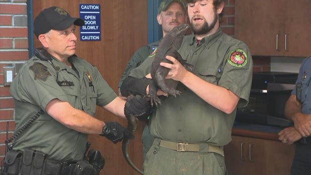 Webster, Massachusetts police say they found escaped 5-foot-long lizard ...