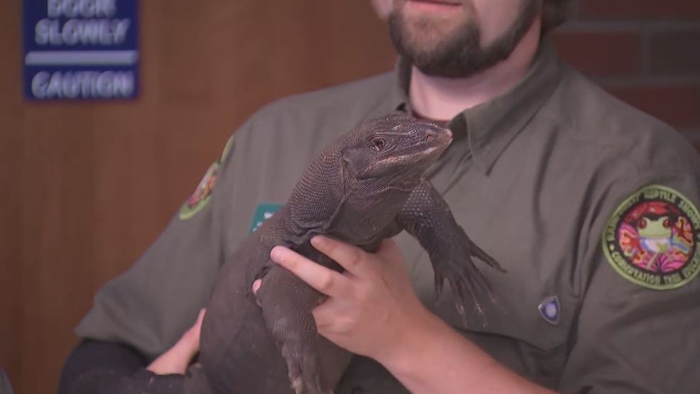 Webster police detail capture of water monitor that was missing for weeks