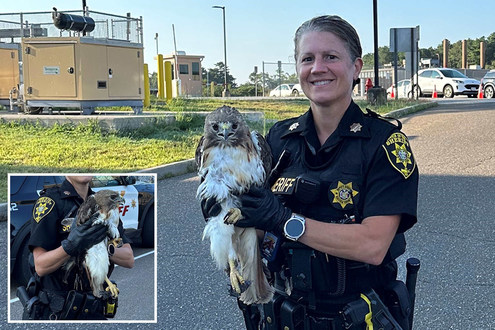 Hawk-eyed Long Island deputy sheriff rescues injured bird on side of ...