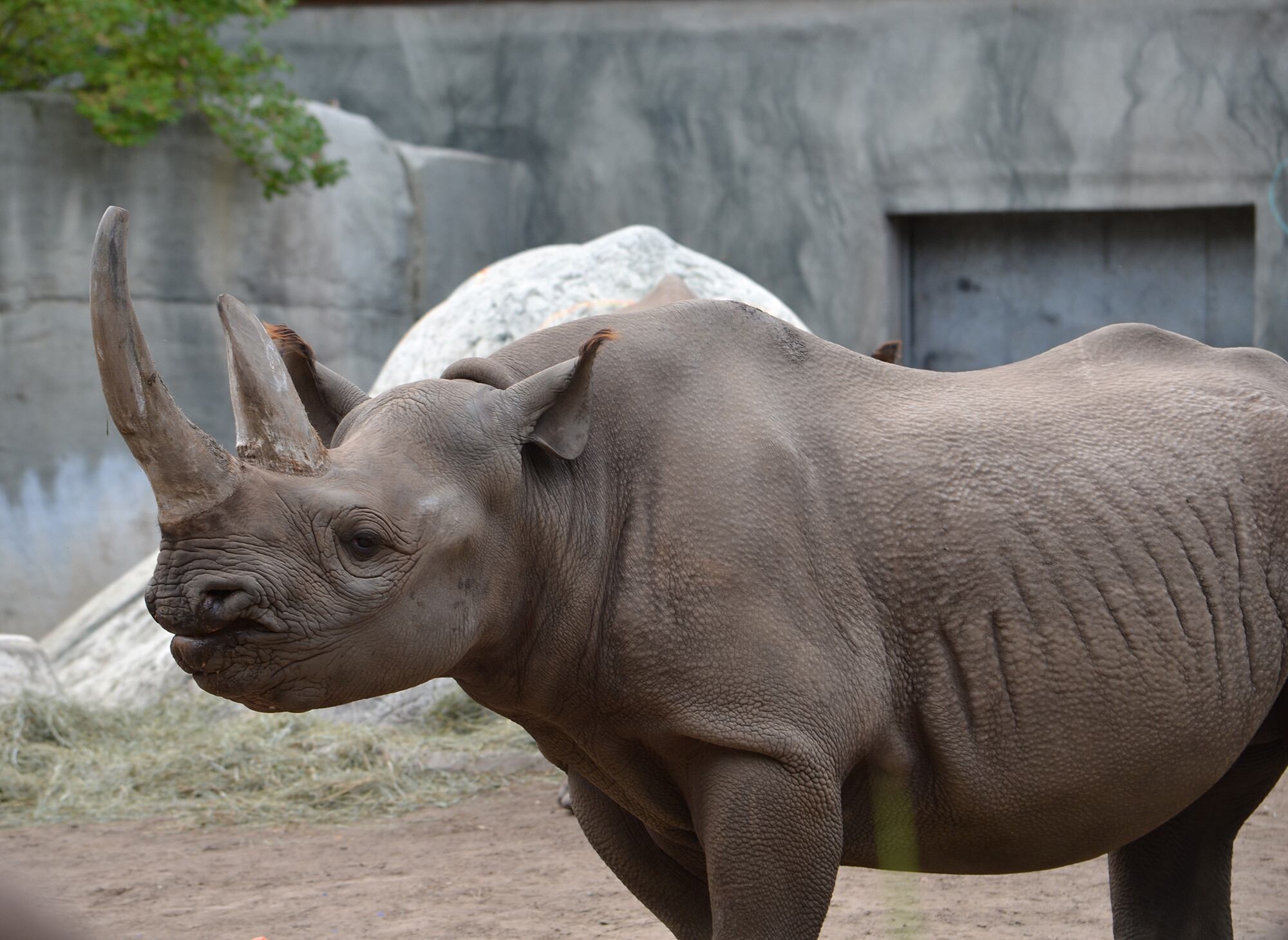 Potter Park Zoo shares update on sick, endangered rhino