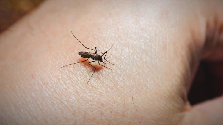 Metro Health advises precautions after positive West Nile test in SA ...