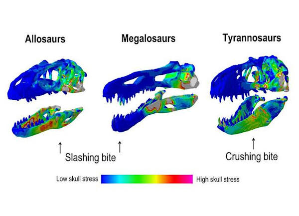 Theropods like Spinosaurus and Allosaurus Had Large Skulls but Weak Bites