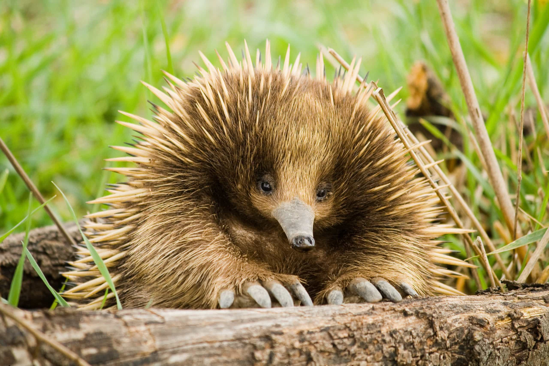 The oldest animals on our planet