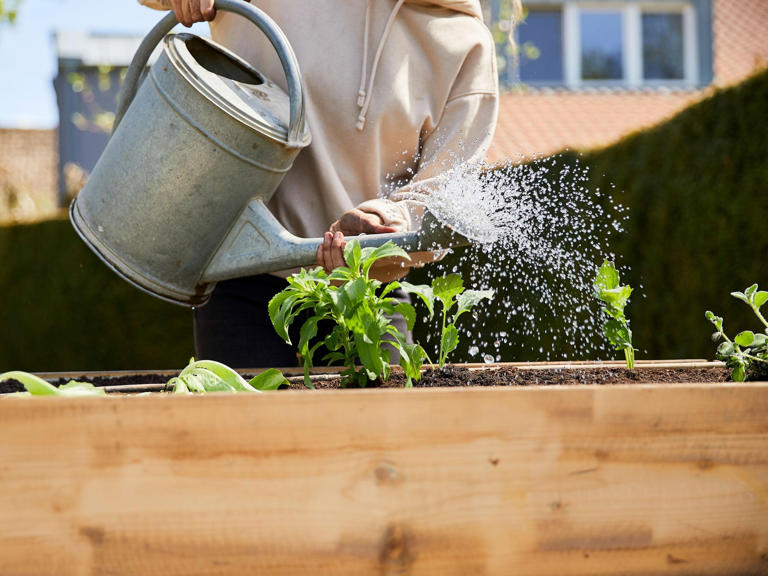 Cómo regar las plantas correctamente: guía completa, trucos y soluciones