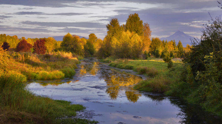 Portland's 'Secret Everglades' Are Moody, Bayou-Like Oregon Wetlands ...