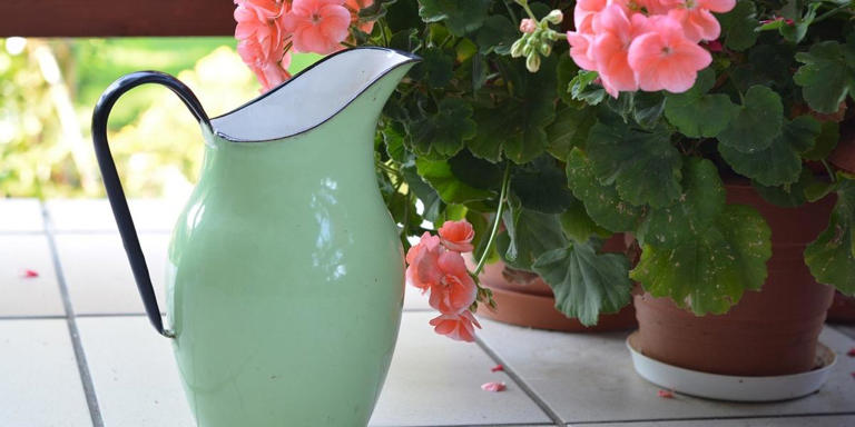 Cómo regar las plantas correctamente: guía completa, trucos y soluciones