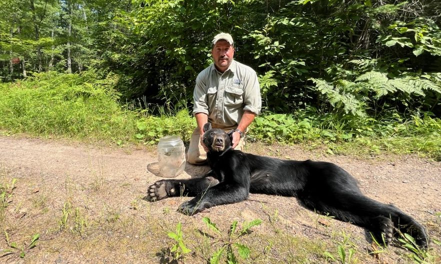 DNR: Bear with head stuck in a jar successfully rescued in Northern ...
