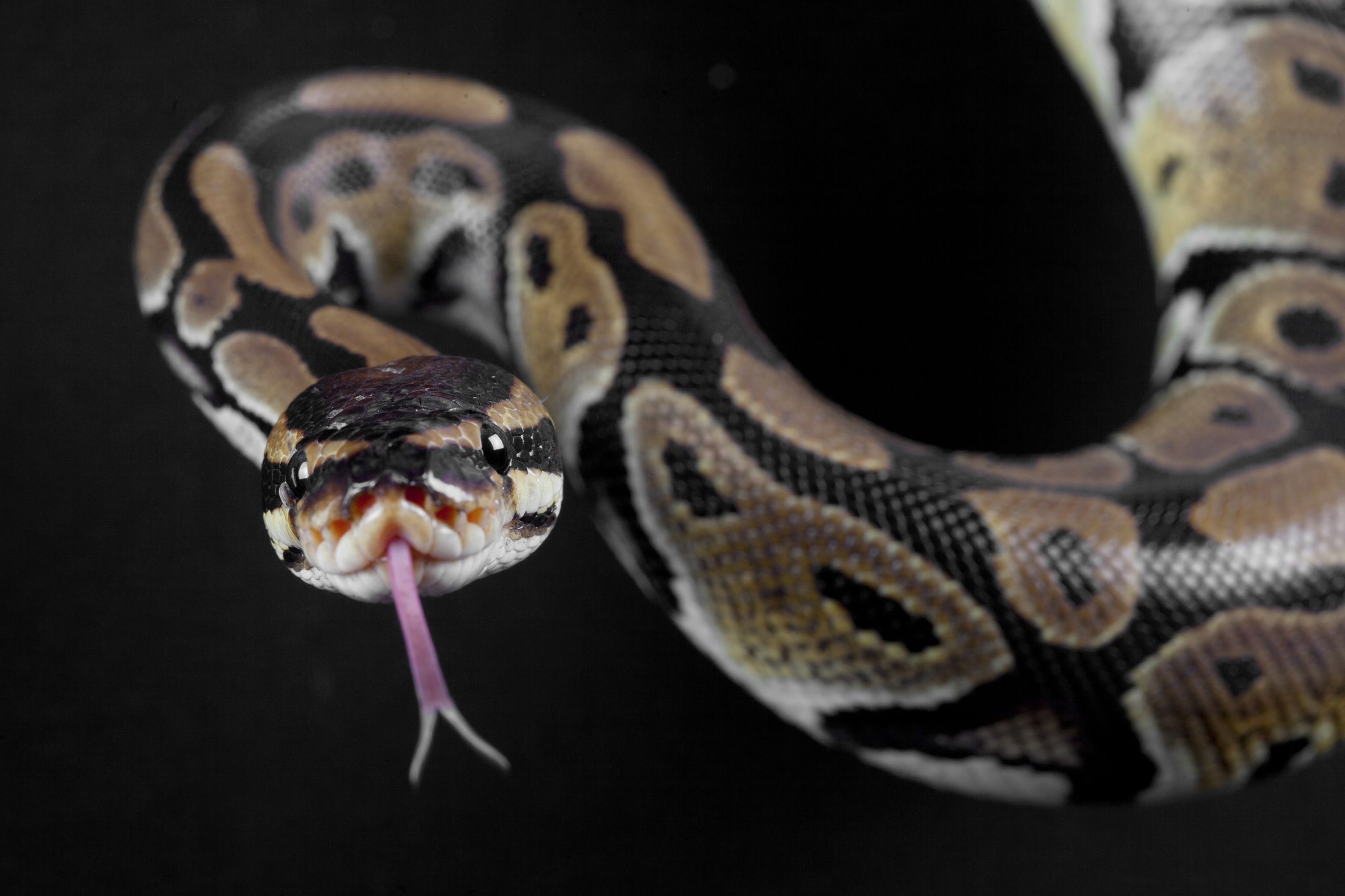Snake bites Air Force man near plane taking Marcos to India