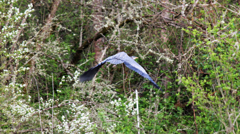 Portland's 'Secret Everglades' Are Moody, Bayou-Like Oregon Wetlands ...