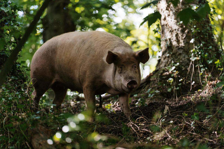 Wild pigs found with blue meat shouldn't be eaten, California officials ...