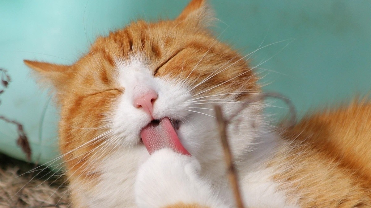 How do I know if a cat loves me? 8 clear signs your cat likes you