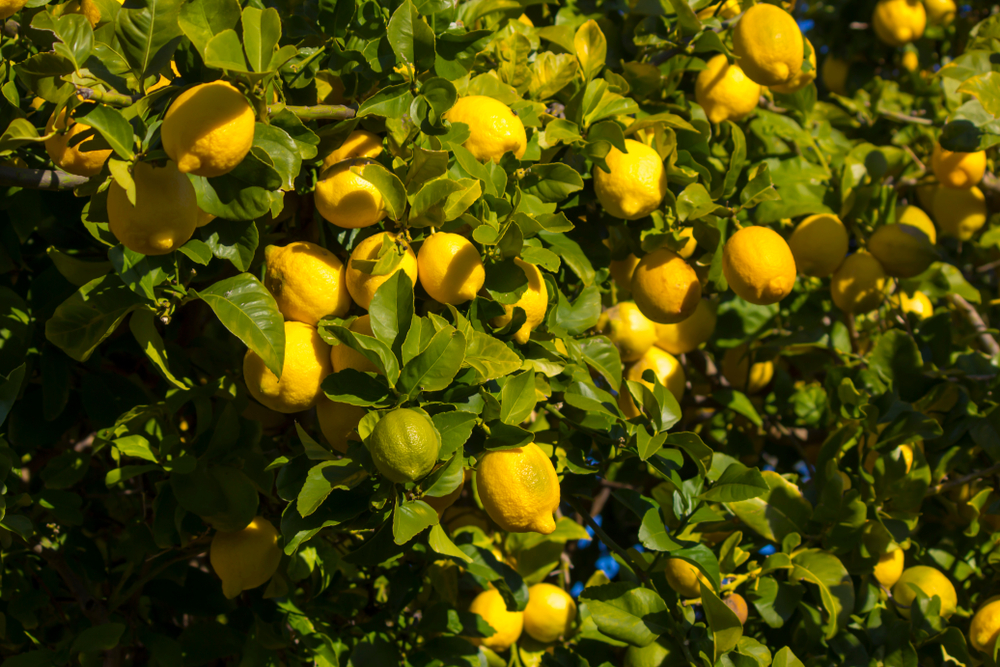 10 Delicious Lemon Types Every Orchard Should Have