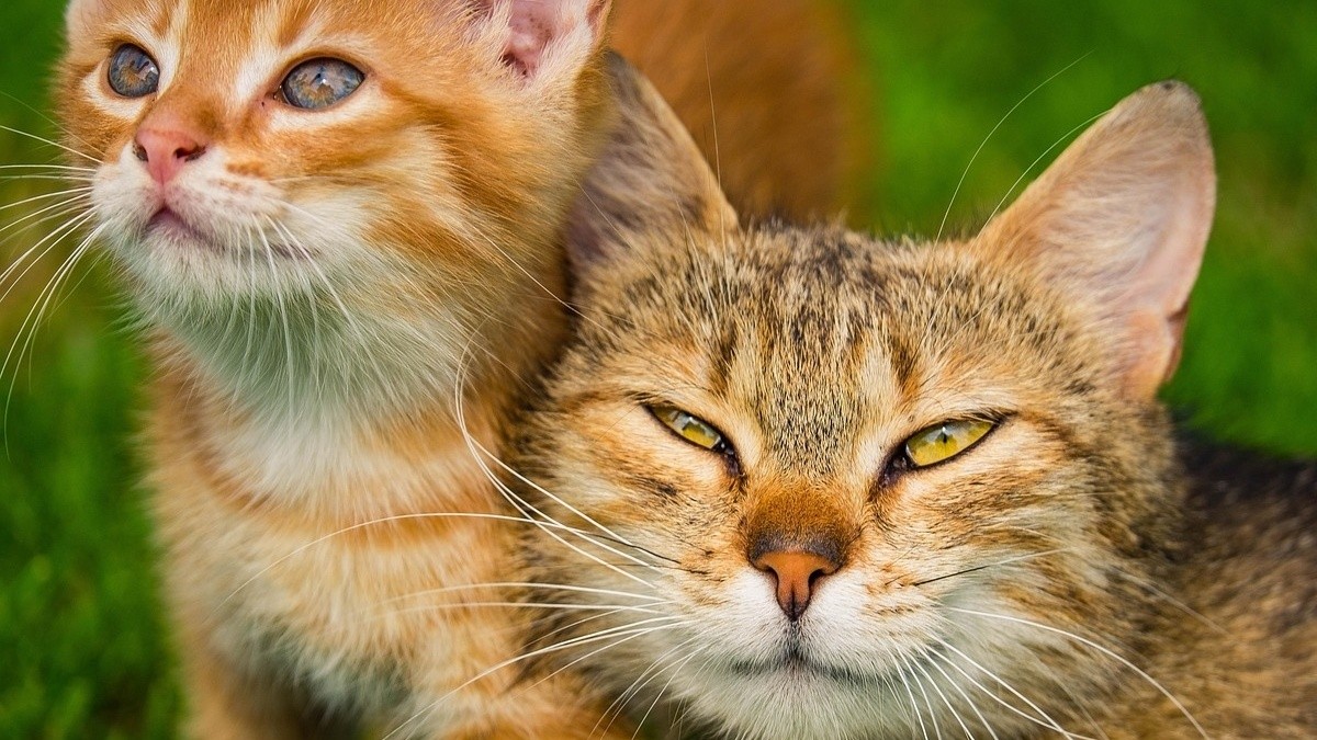 How do I know if a cat loves me? 8 clear signs your cat likes you