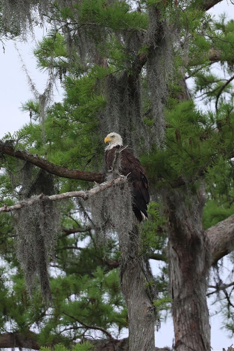 Jean Lafitte swamp tour: The wild side of New Orleans you can't miss