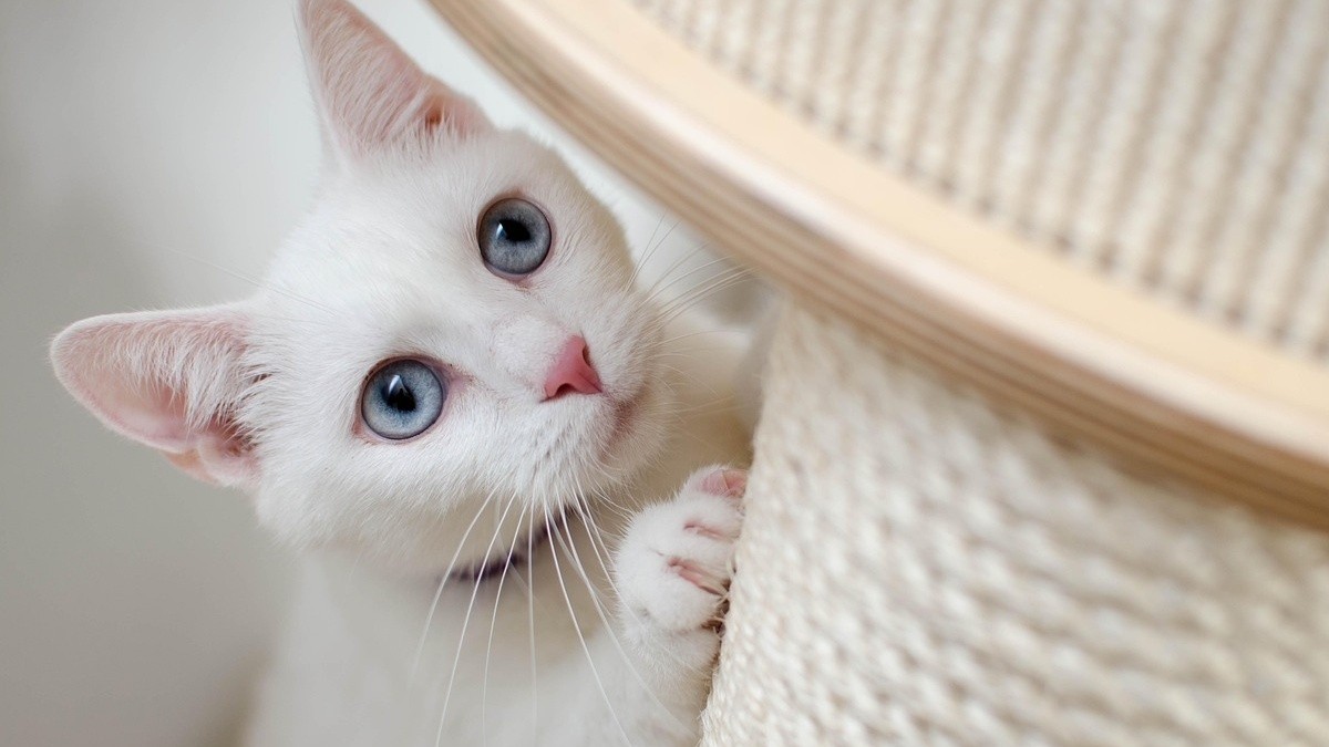 How do I know if a cat loves me? 8 clear signs your cat likes you