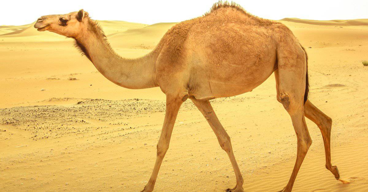 10 Amazing Animals Living in the Desert