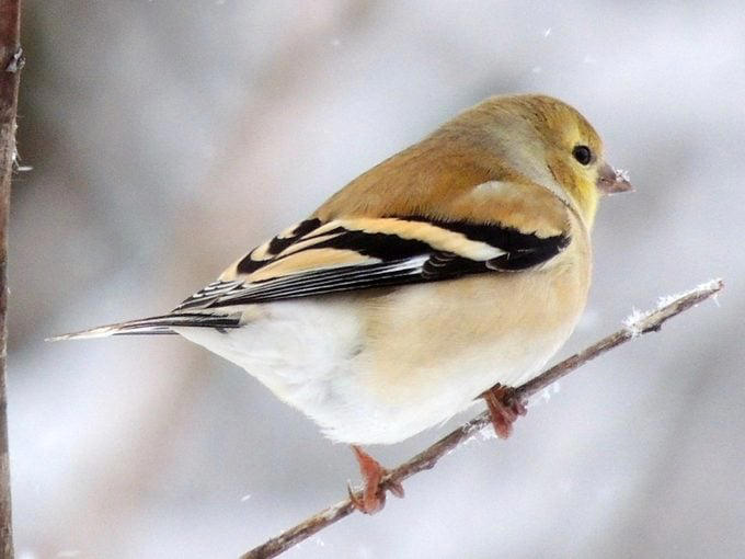 How to identify an American goldfinch