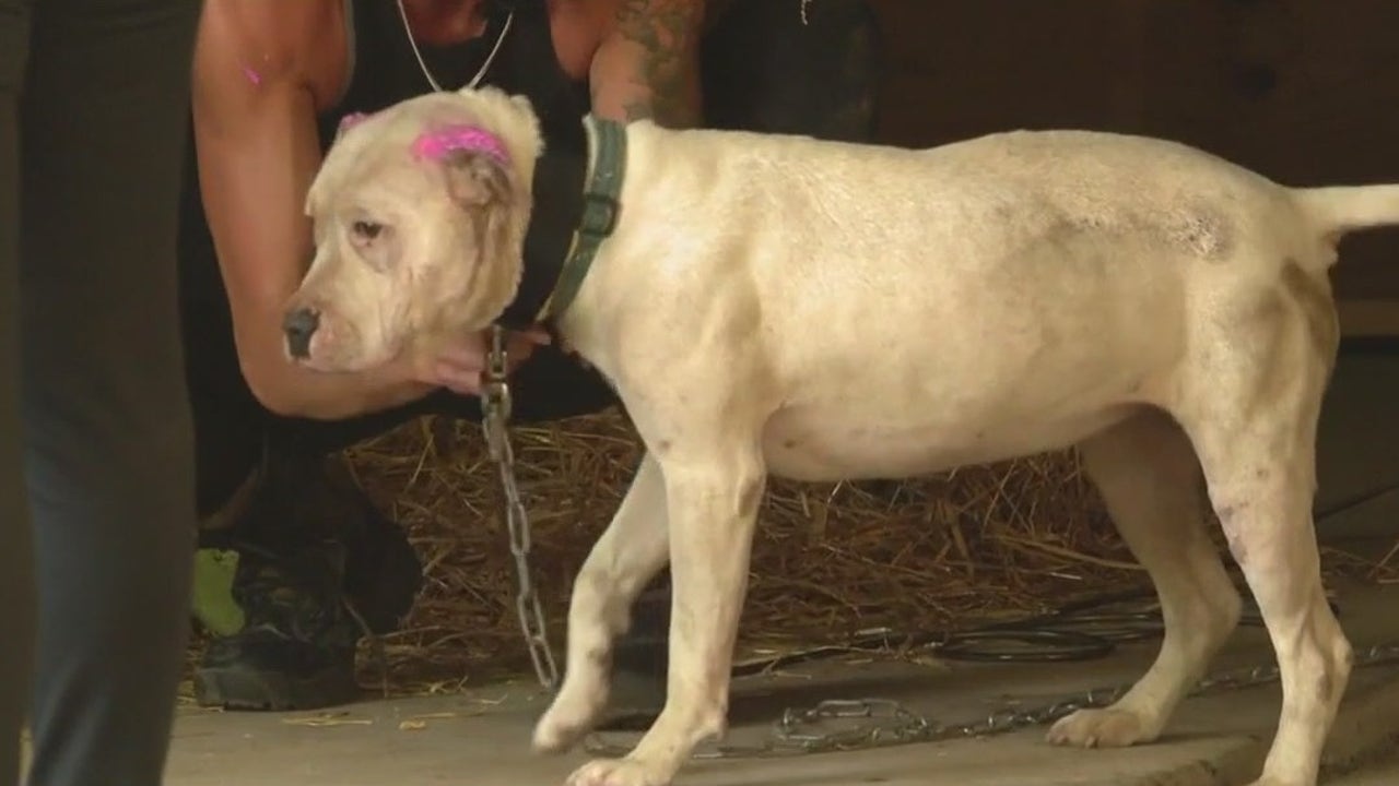 Detroit dog rescue team The Karens hit the streets in the summer heat