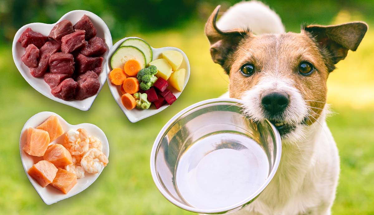 Is Expensive Dog Food Always Better?