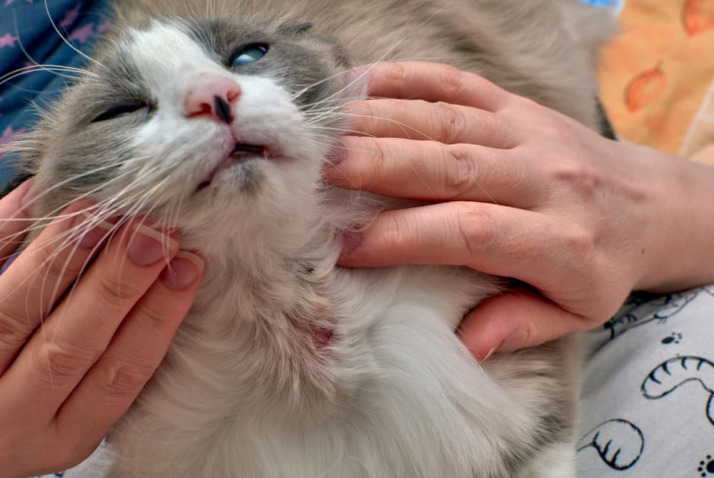 Why Is My Cat Losing Hair? Causes and How to Help
