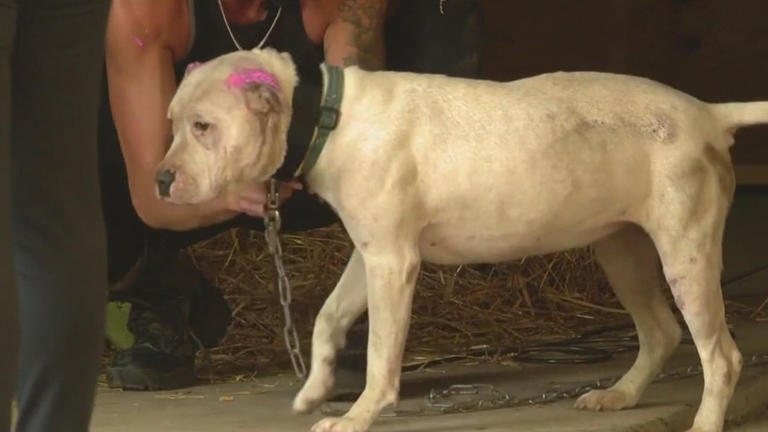 Detroit dog rescue team The Karens hit the streets in the summer heat