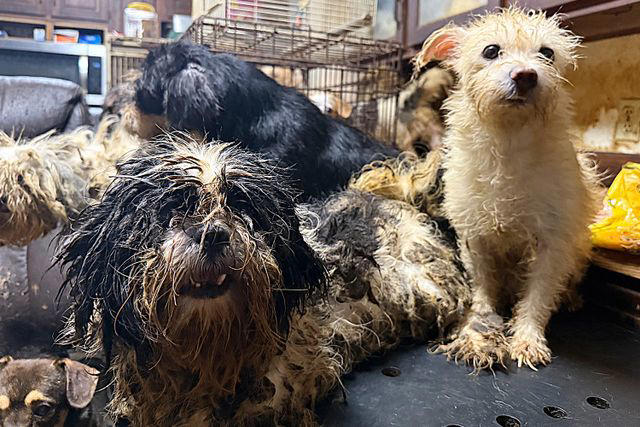 Missouri Animal Cruelty Team Performs One of Its Largest Rescues Ever ...