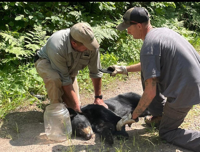 Bear with plastic jar stuck on its head free in northern Wisconsin
