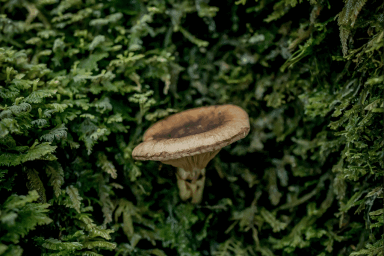 Global maps reveal where mycorrhizal fungi thrive — and where they’re ...