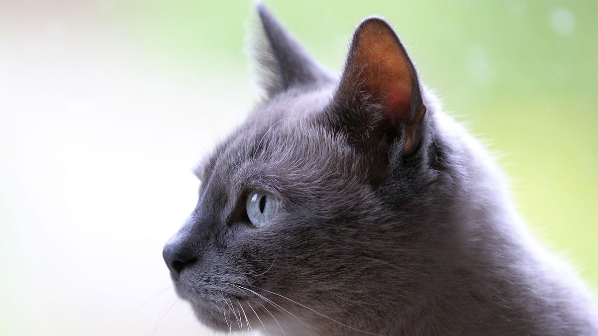 Why doesn't your cat leave you alone in the bathroom? The explanation ...