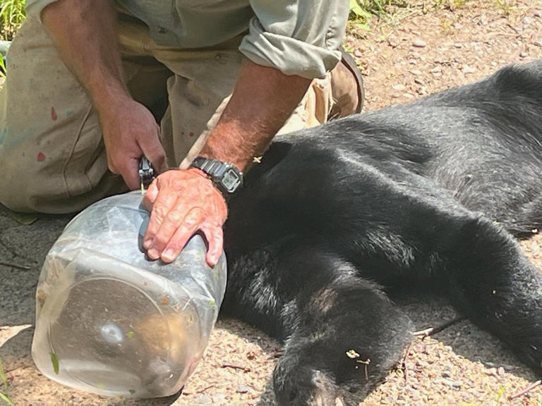 Bear with plastic jar stuck on its head free in northern Wisconsin