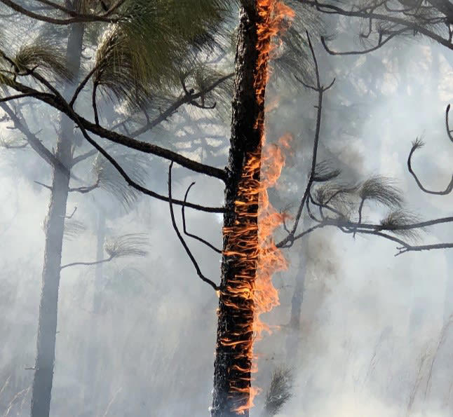 Canadian Wildfires Rage Amid Record Heatwaves: What This Means for ...